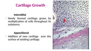 Histology of Cartilage.pptx