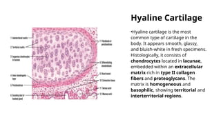 Complete Histology of Cartilage in details.pptx