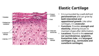 Complete Histology of Cartilage in details.pptx