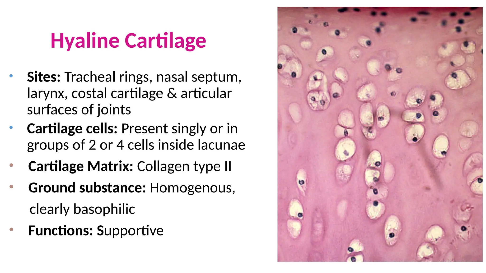 Histology and Applied Anatomy of Cartilage.pptx
