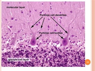 HISTOLOGY OF CENTRAL NERVOUS SYSTEM.pptx