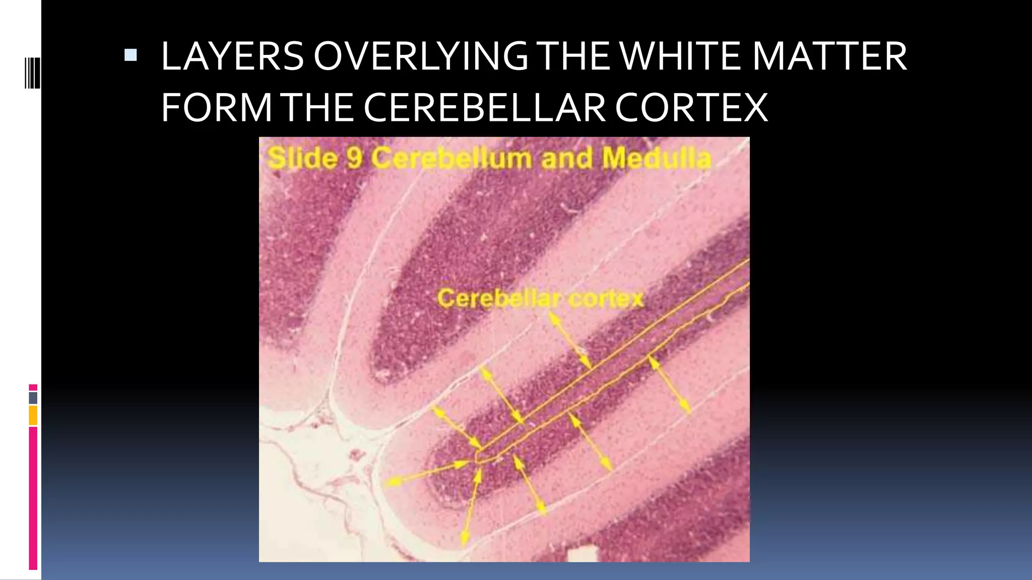 Histology of Cerebellum | PPTX
