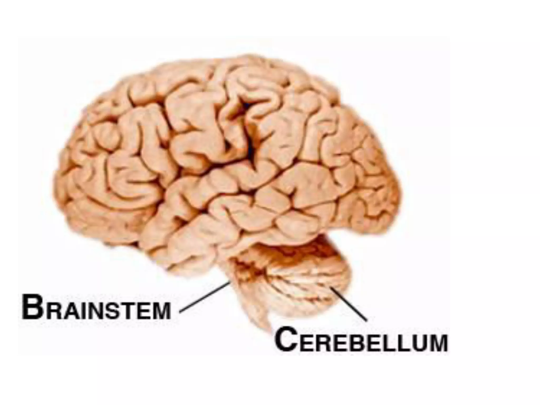 Histology of cerebellum and cerebrum | PDF