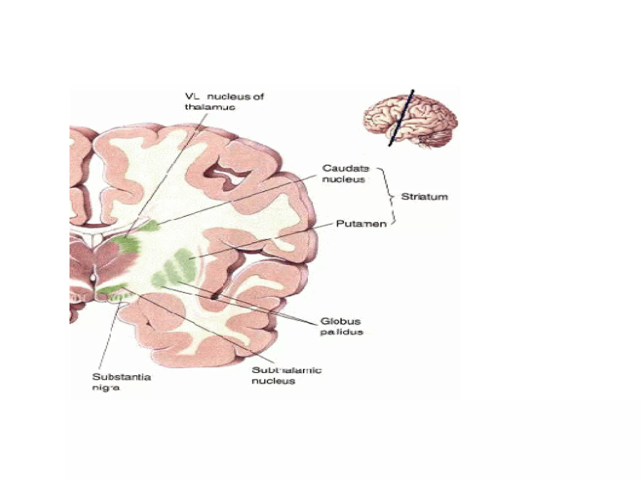Histology of cerebellum and cerebrum | PDF