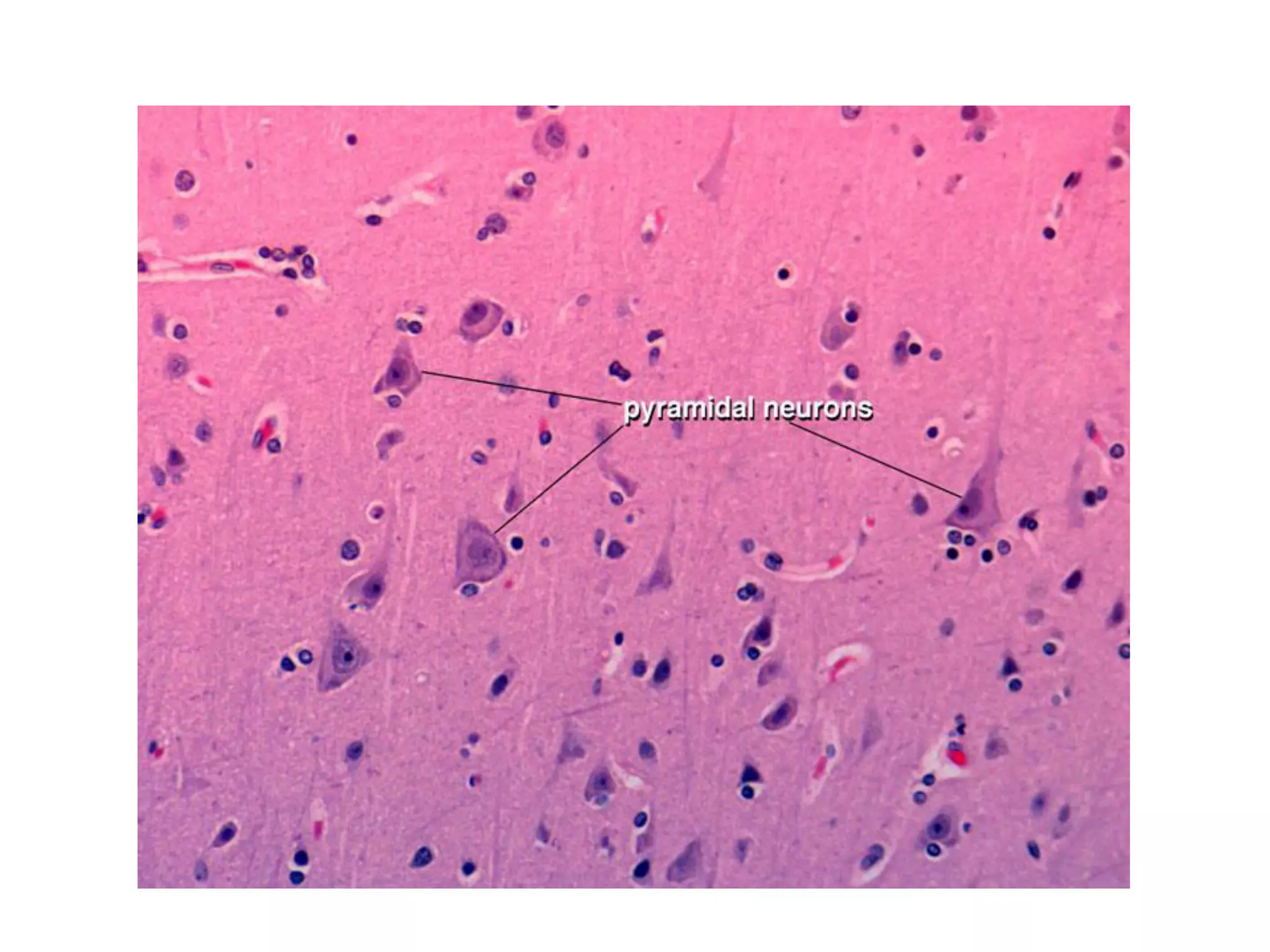 Histology of cerebellum and cerebrum | PDF