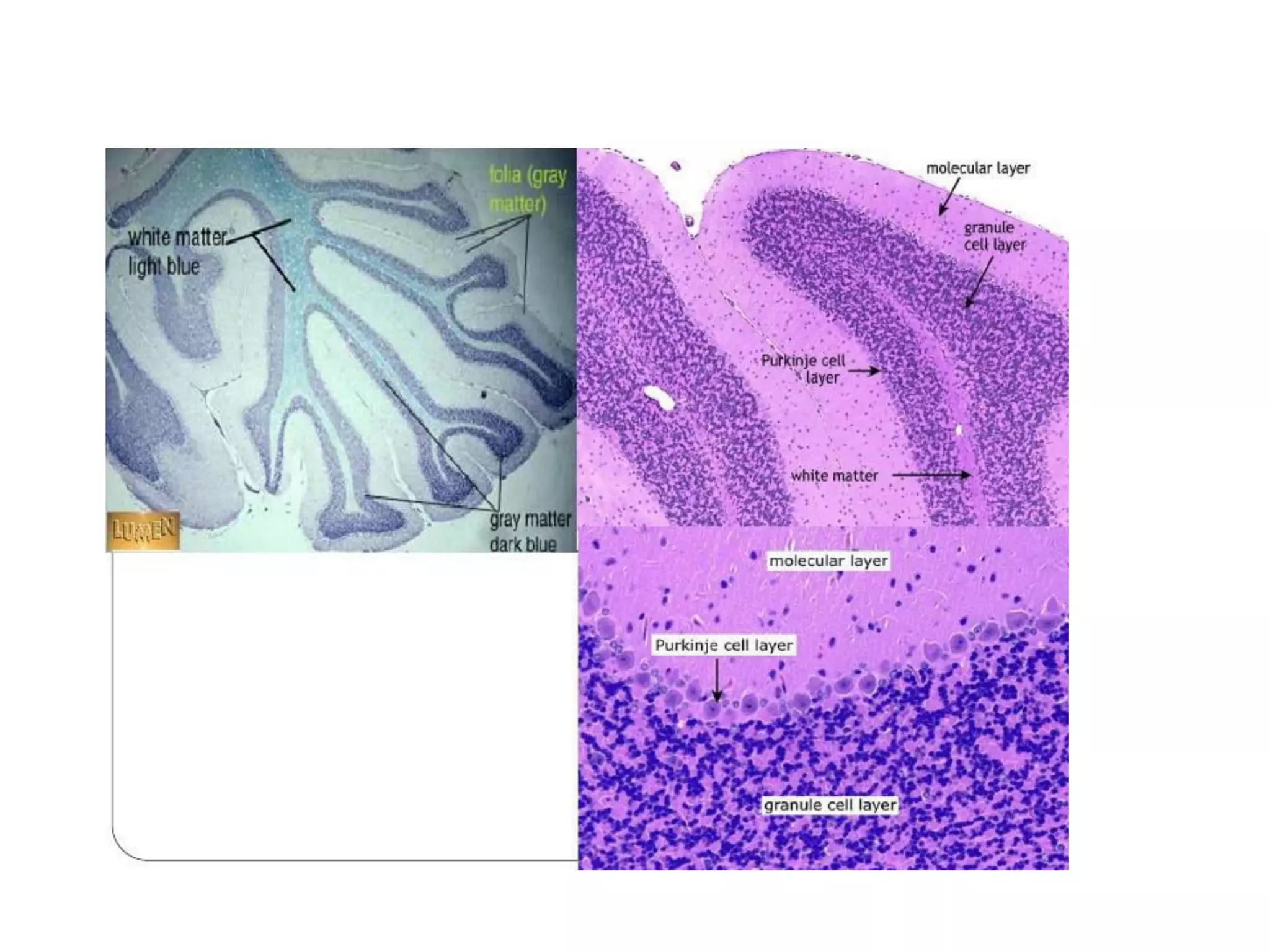Histology of cerebellum and cerebrum | PDF