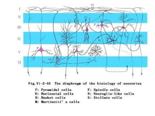 Cerebral Cortex Histology Labeled