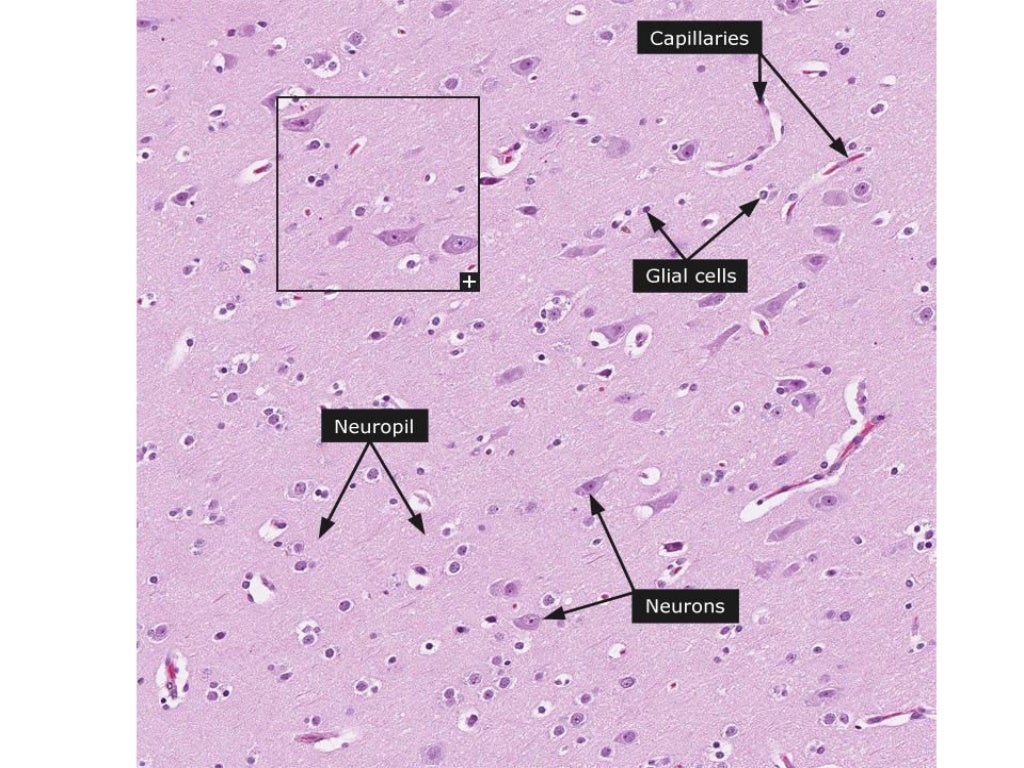 Histology of cerebellum and cerebrum