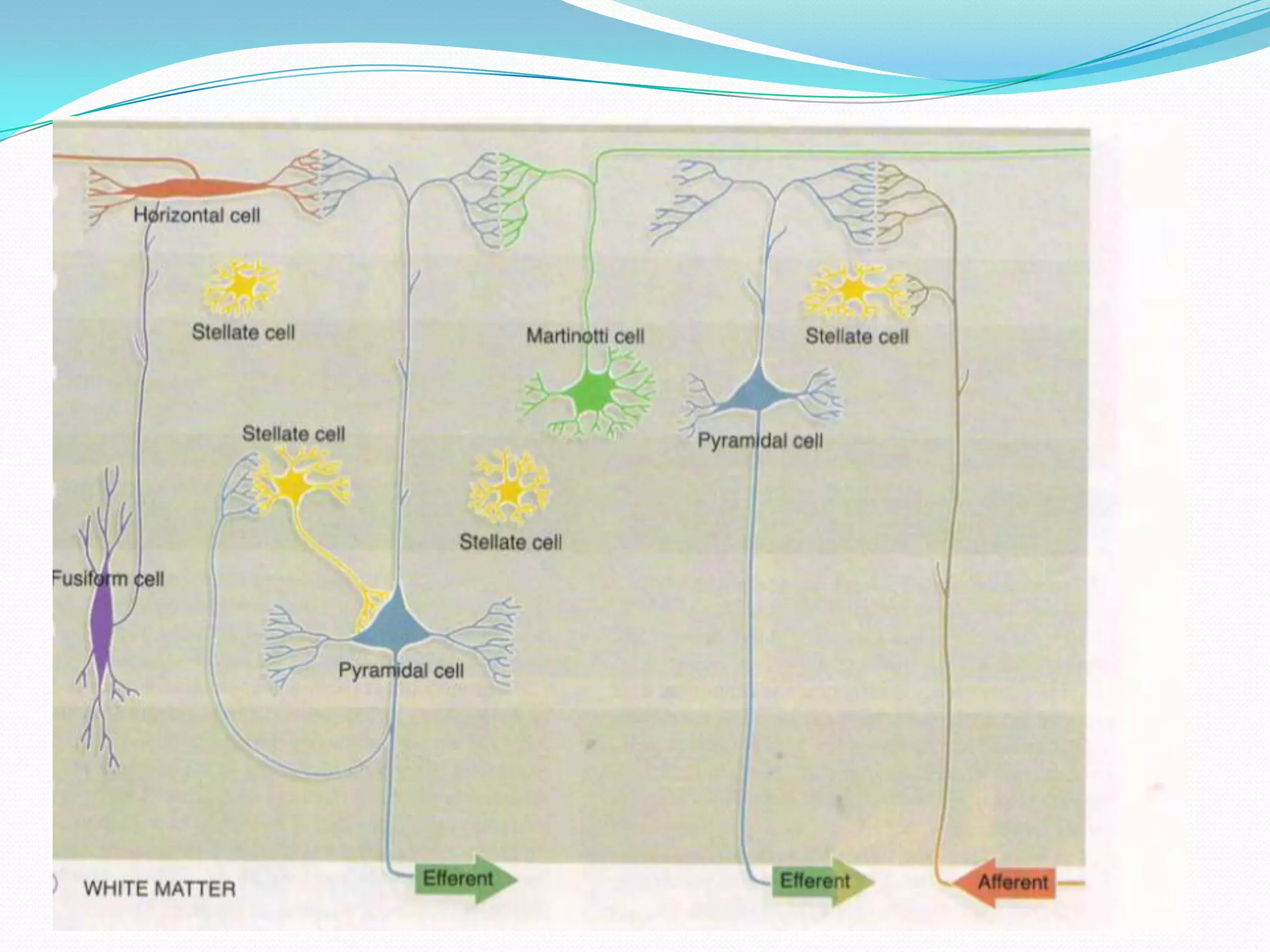 Histology of cerebral cortex | PPTX