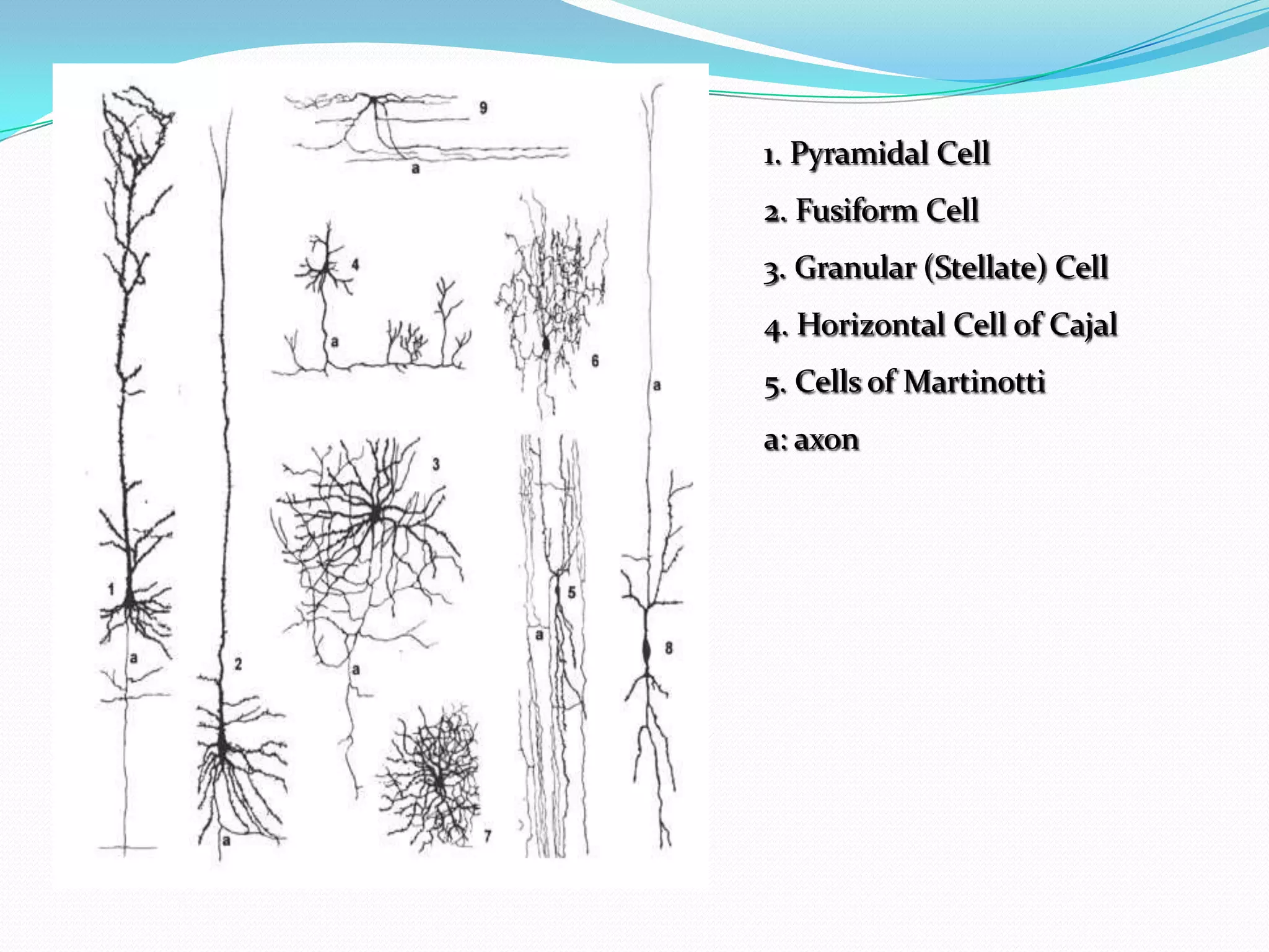 Histology of cerebral cortex | PPTX