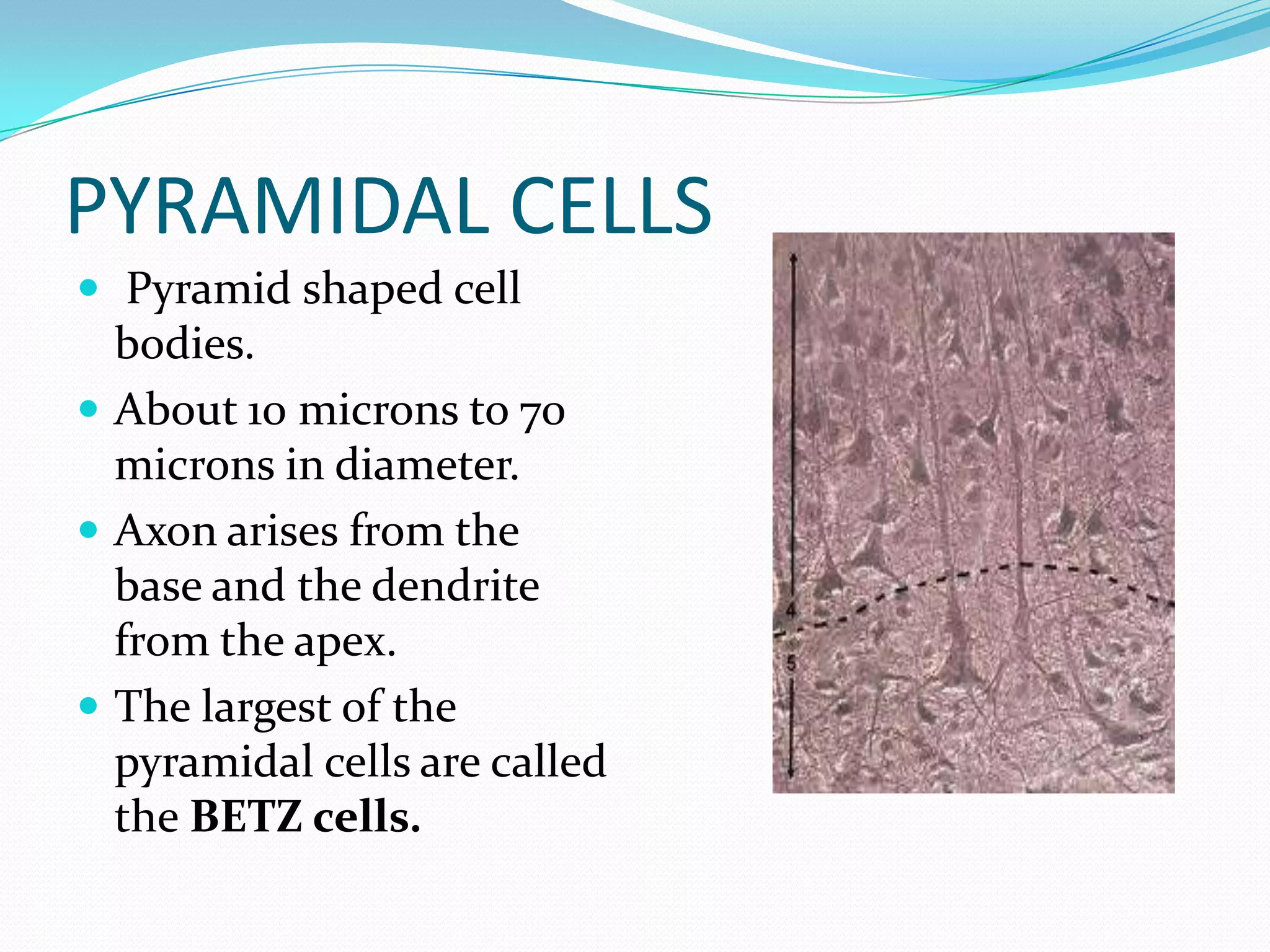 Histology of cerebral cortex | PPTX