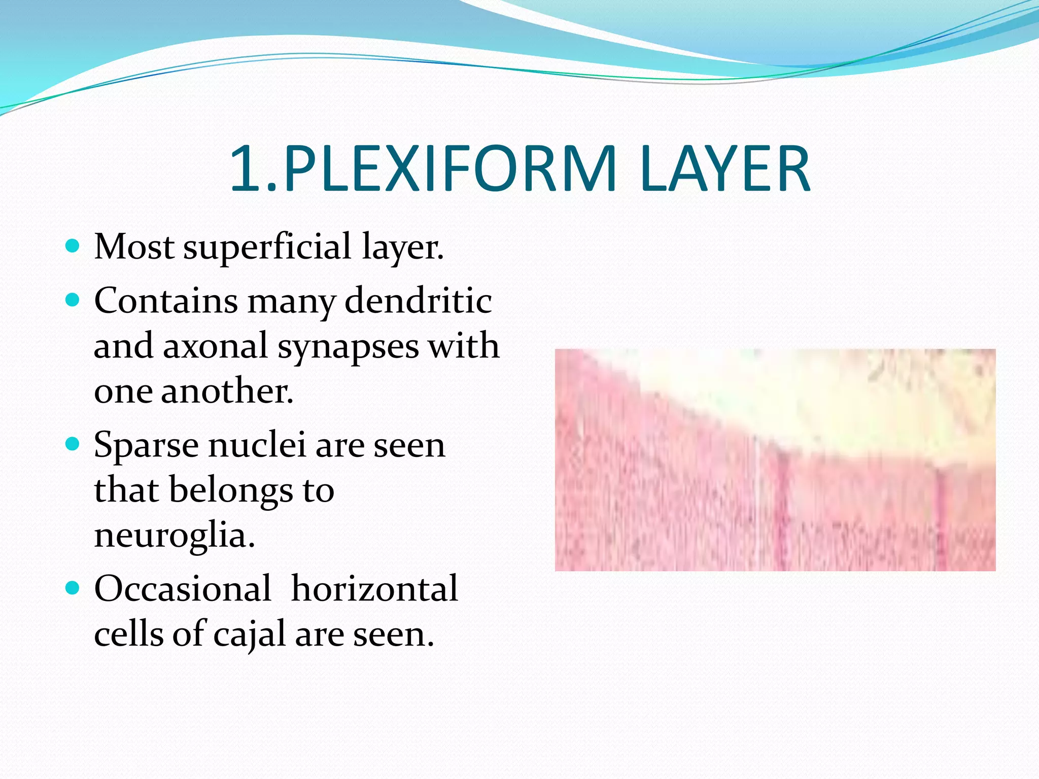 Histology of cerebral cortex | PPTX