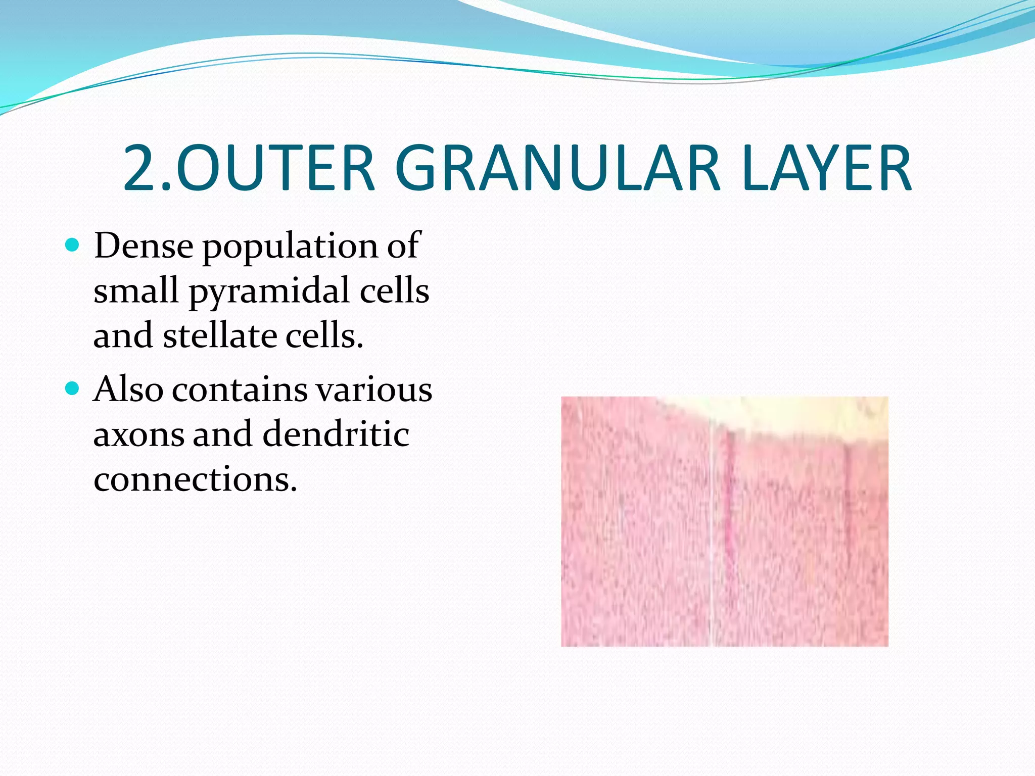 Histology of cerebral cortex | PPTX