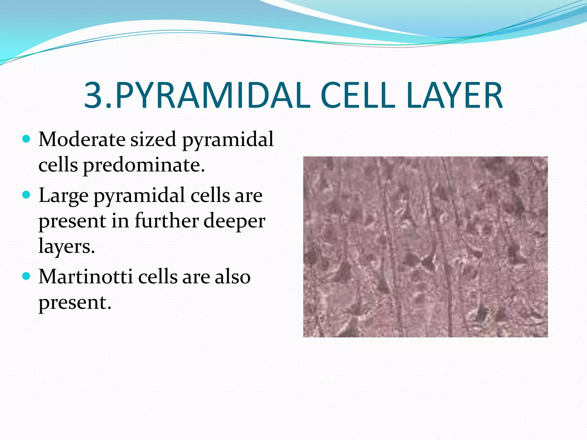 Histology of cerebral cortex | PPTX