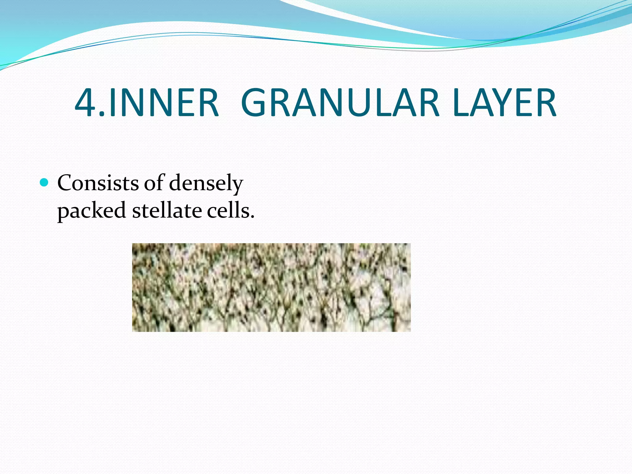 Histology of cerebral cortex | PPTX
