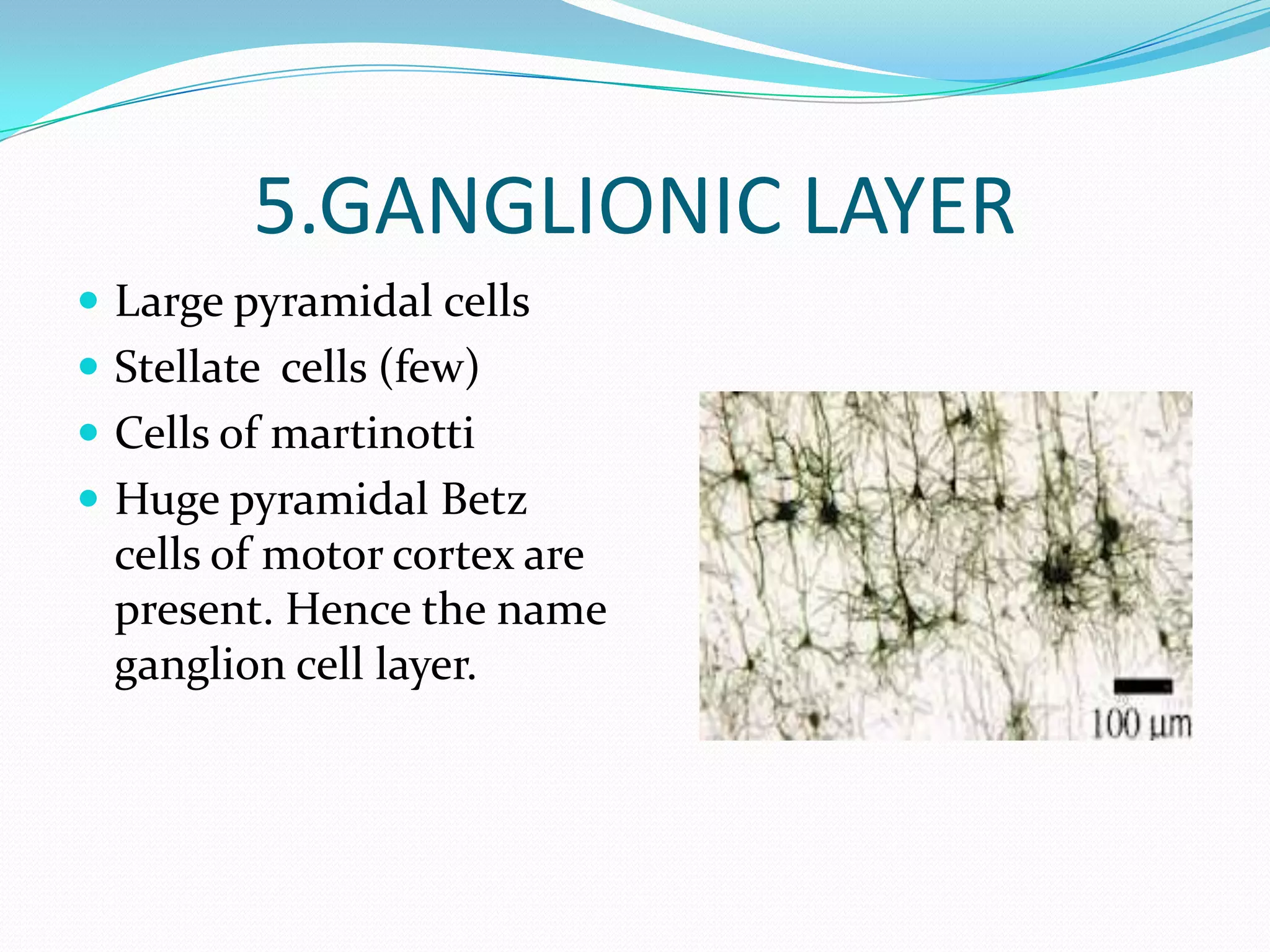 Histology of cerebral cortex | PPTX