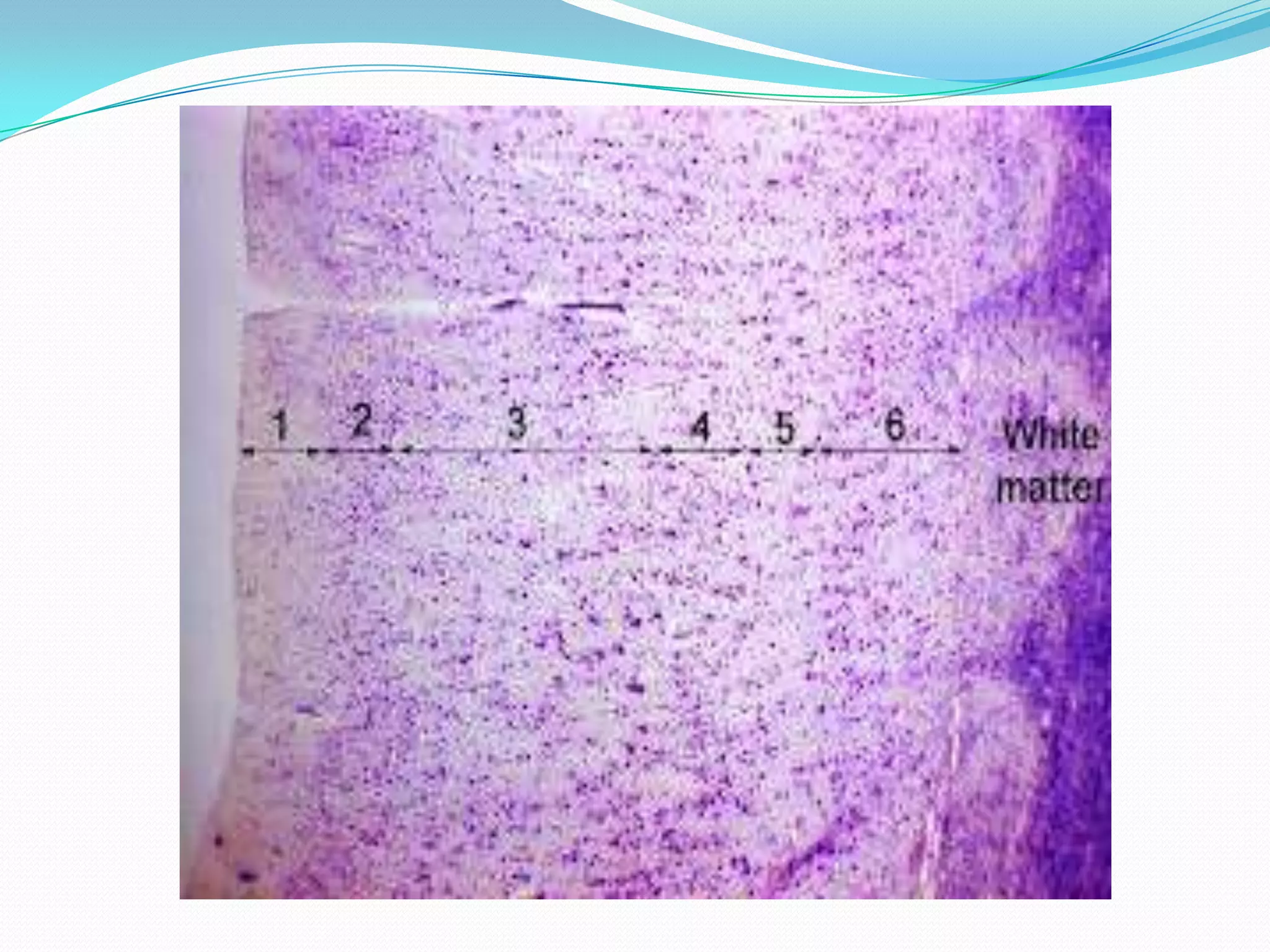 Histology of cerebral cortex | PPTX
