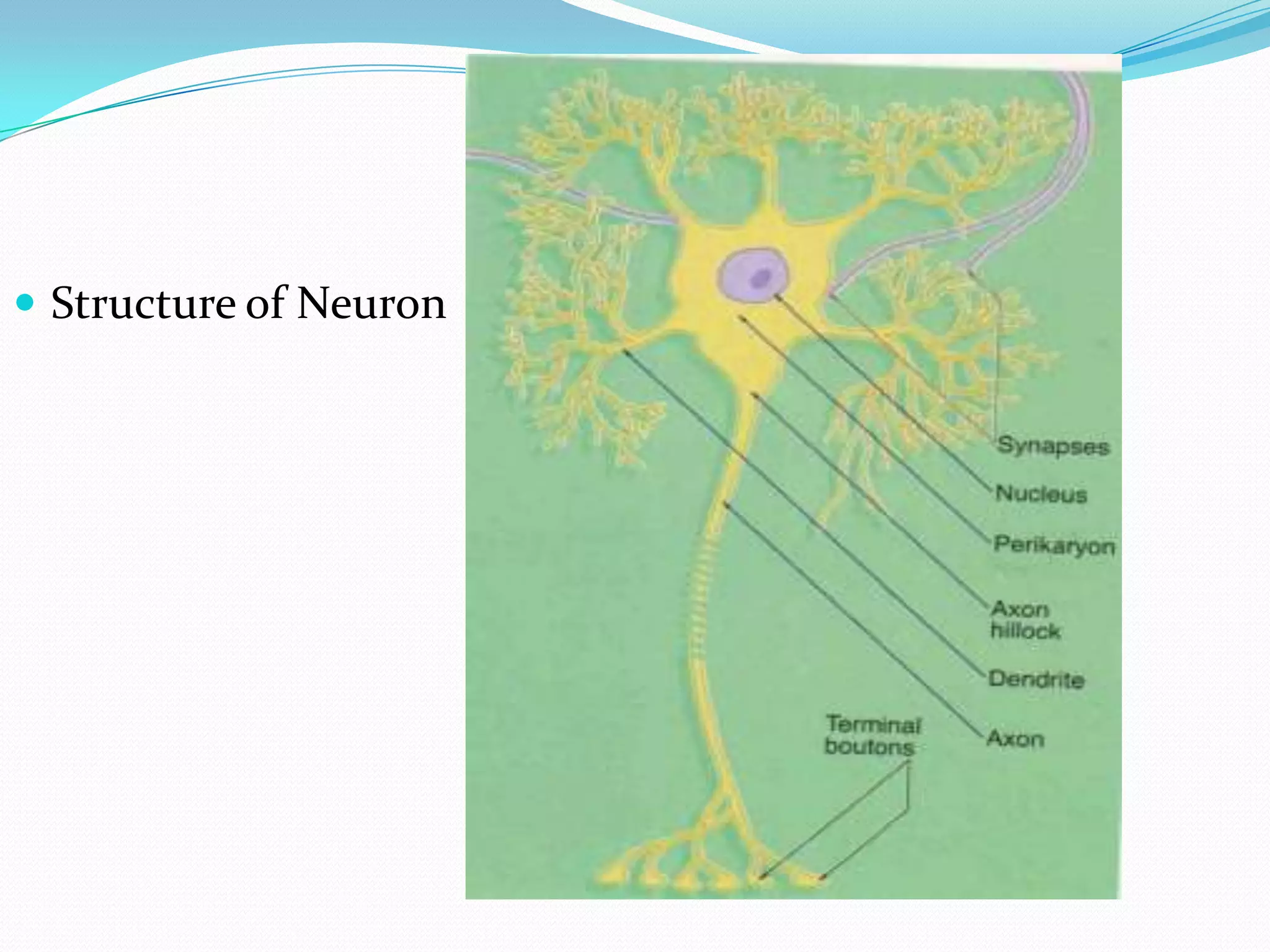 Histology of cerebral cortex | PPTX
