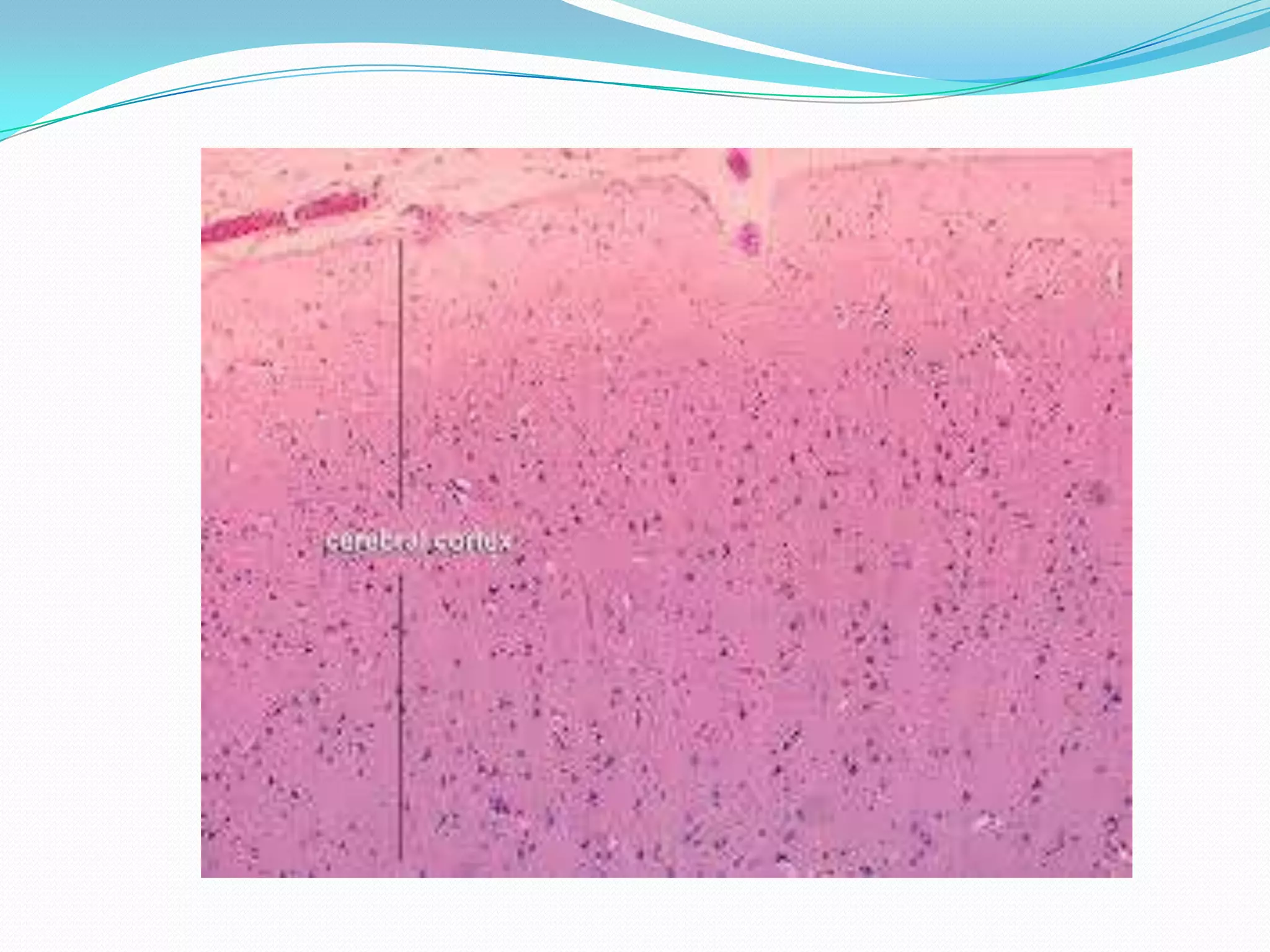 Cerebral Cortex Histologi Merket Histology Of Cerebral Cortex | PPTX