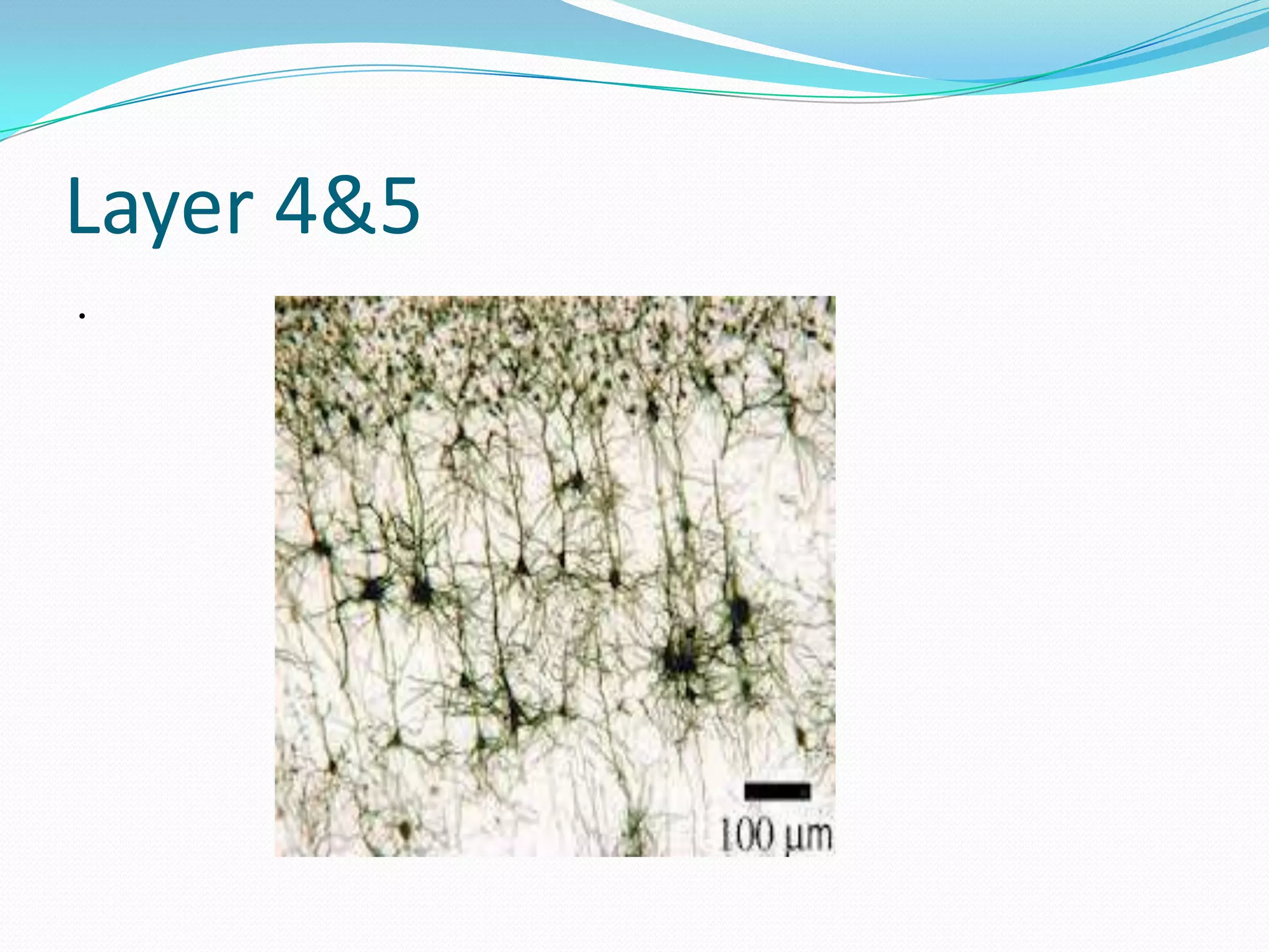 Histology of cerebral cortex | PPTX