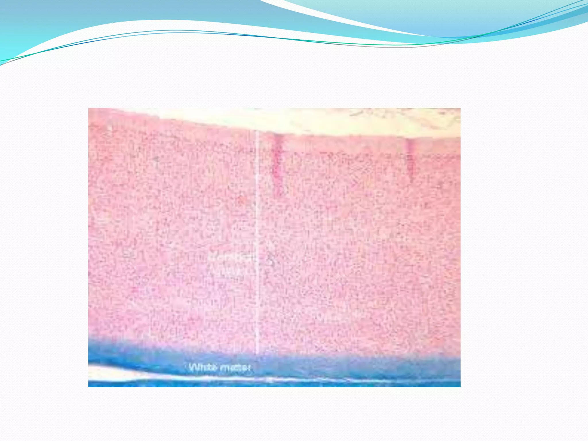 Histology of cerebral cortex | PPTX