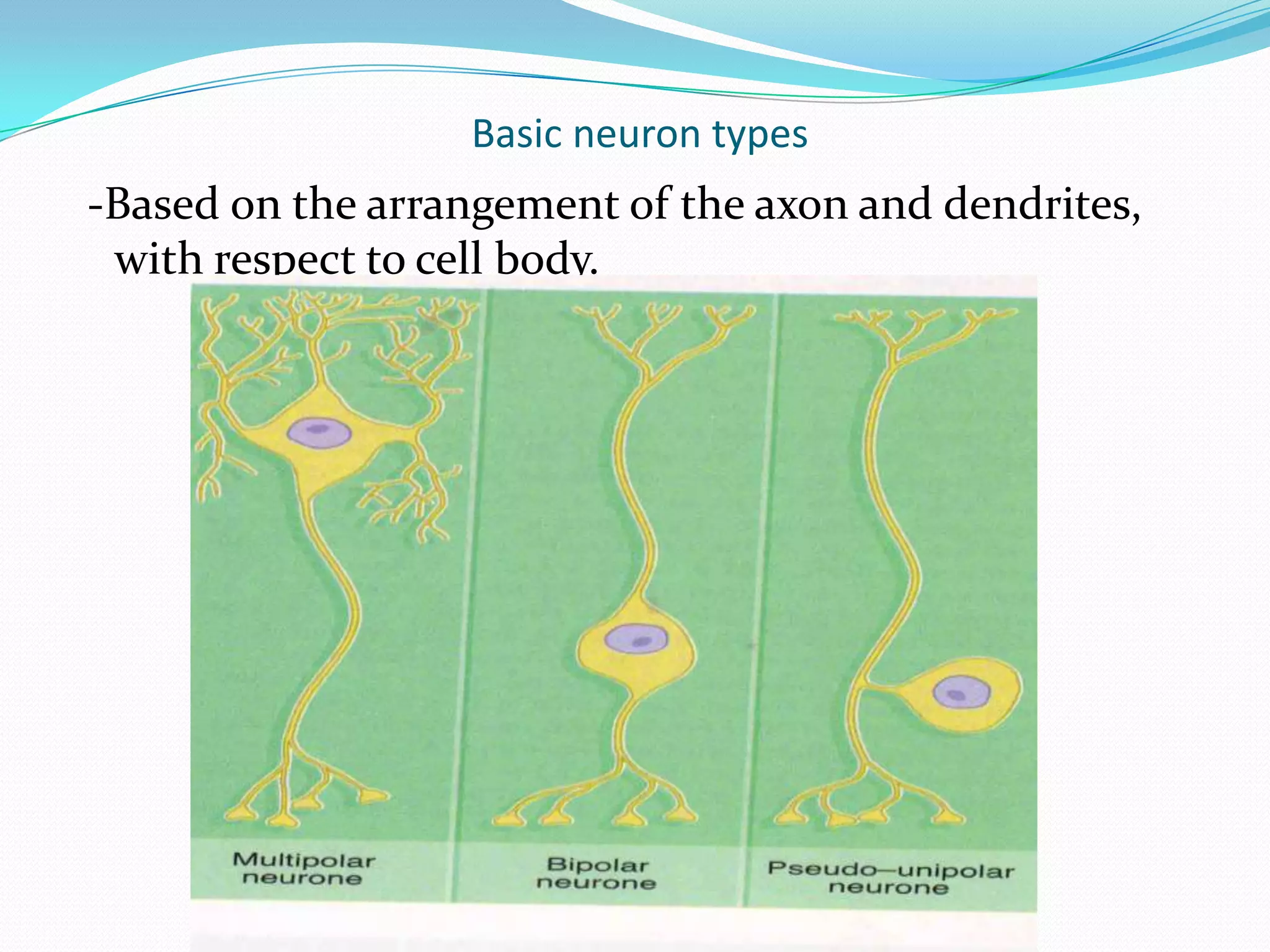 Histology of cerebral cortex | PPTX