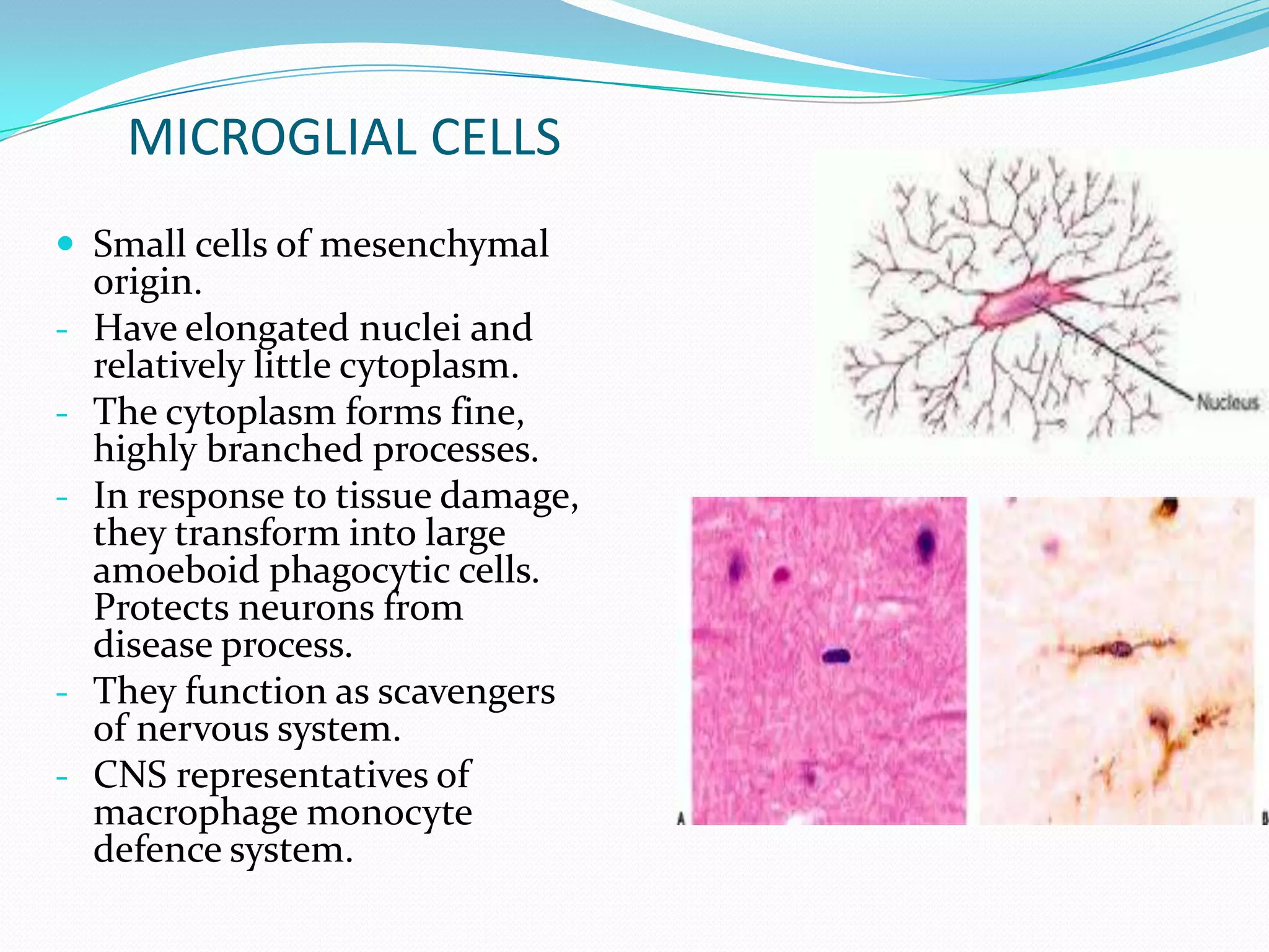 Histology of cerebral cortex | PPTX