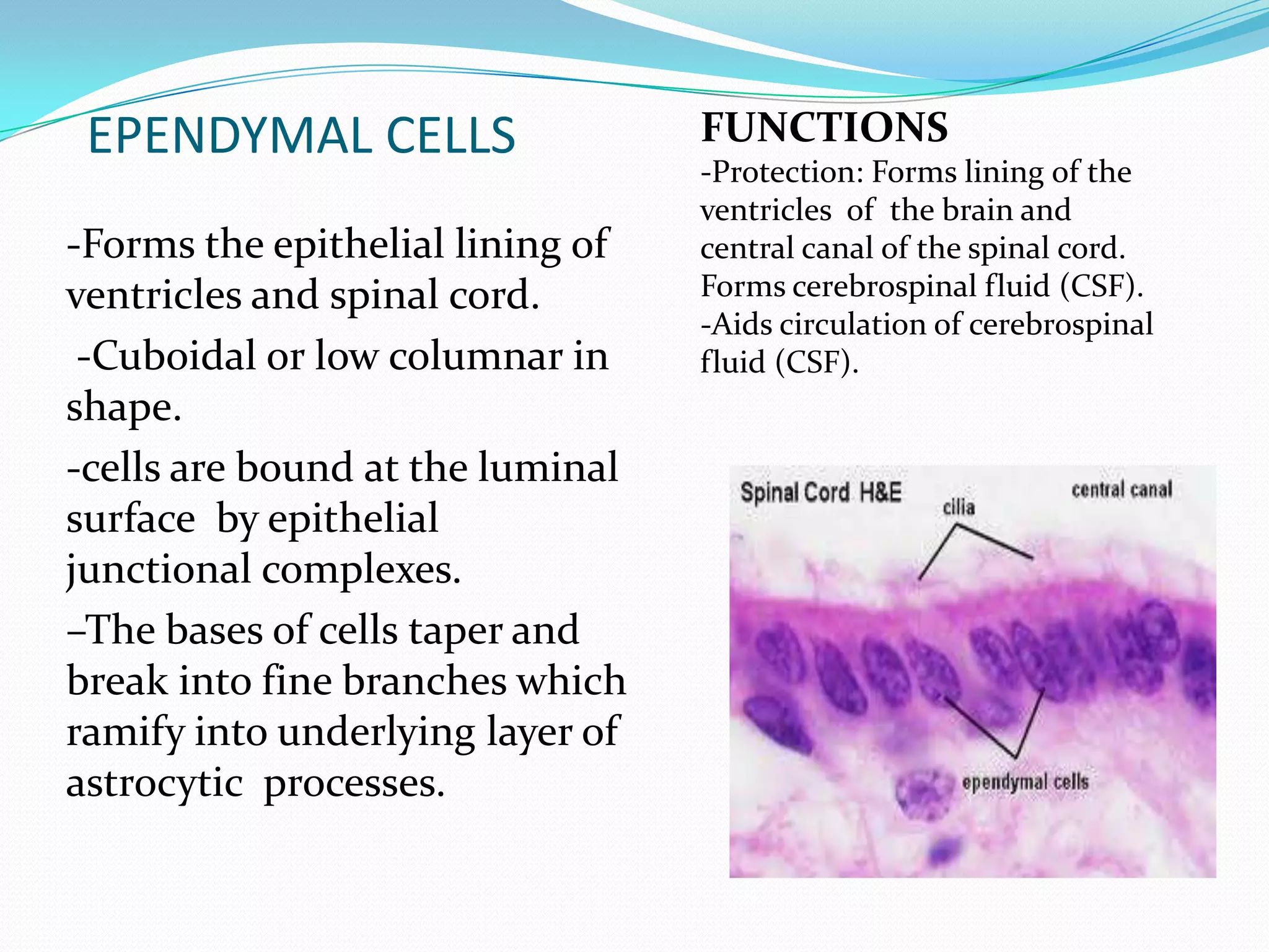 Histology of cerebral cortex | PPTX