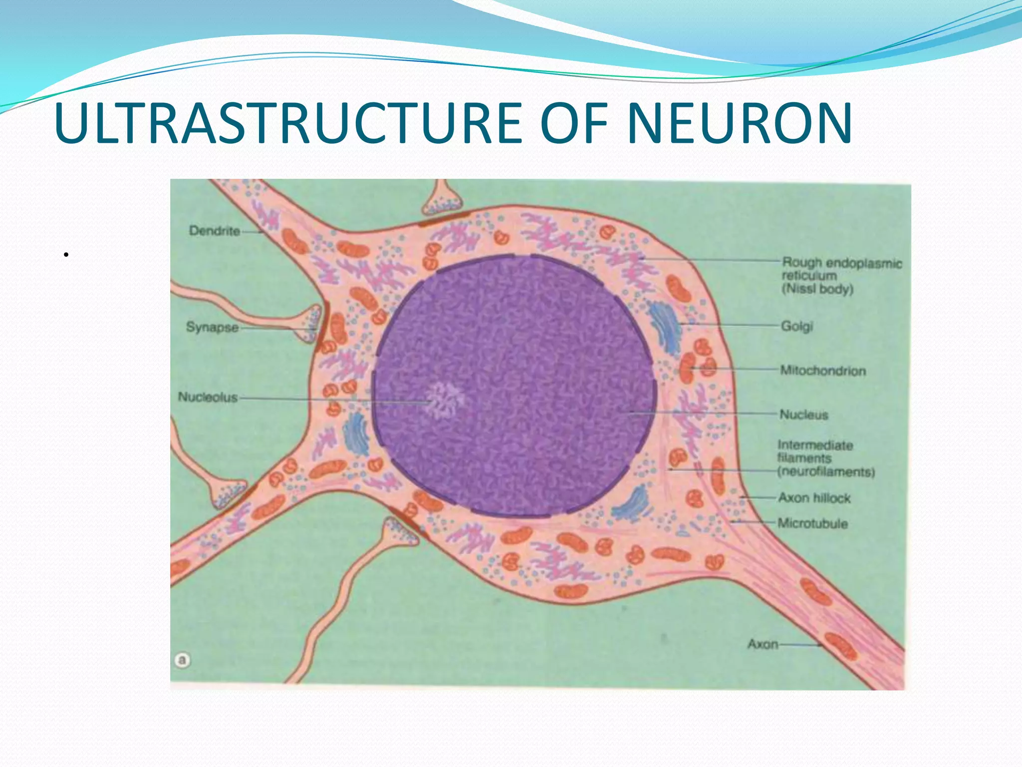 Histology of cerebral cortex | PPTX