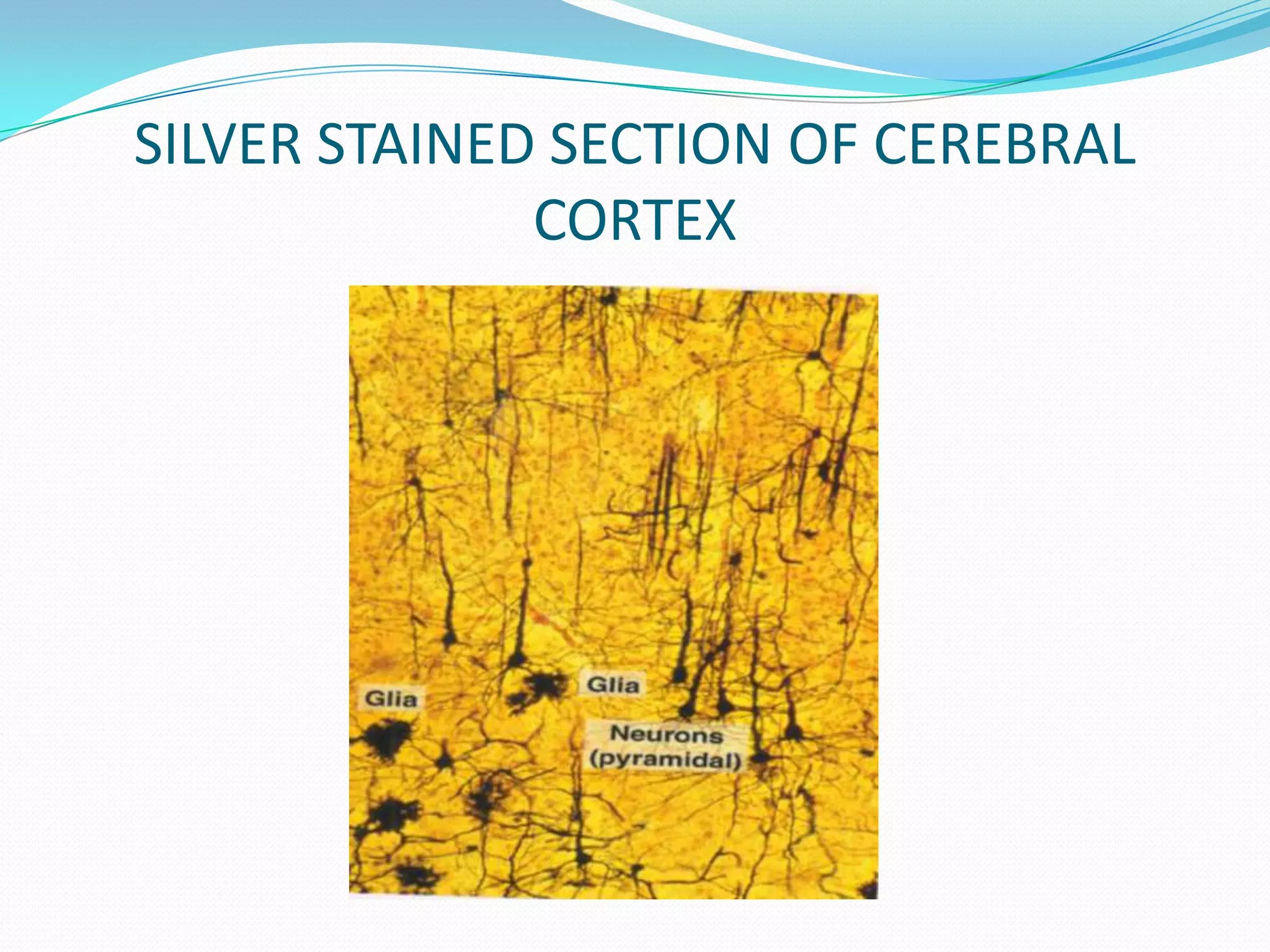 Histology of cerebral cortex | PPTX