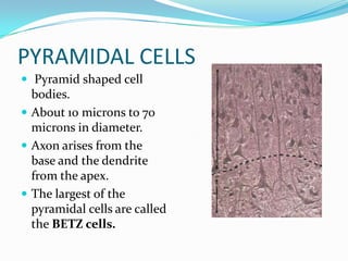 Histology of cerebral cortex | PPTX