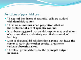 Histology of cerebral cortex | PPTX