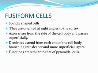 Histology of cerebral cortex | PPTX