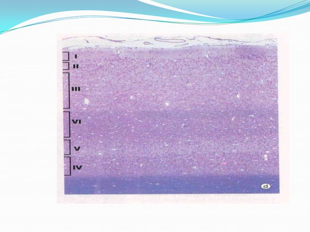 Histology of cerebral cortex | PPTX