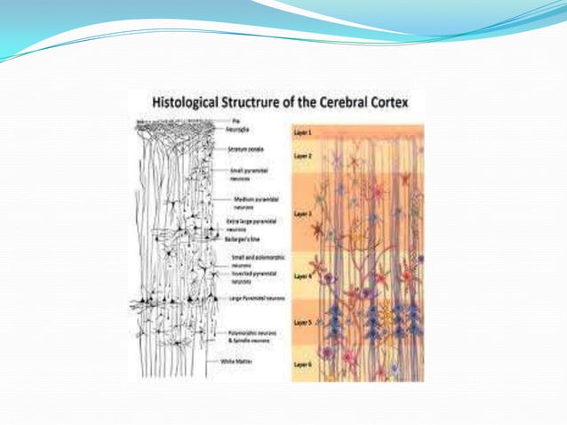 Histology of cerebral cortex | PPTX
