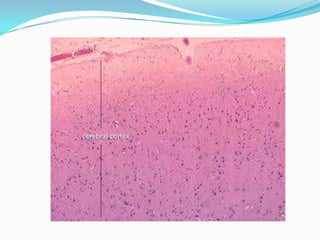 Histology of cerebral cortex | PPTX
