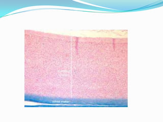 Histology of cerebral cortex | PPTX