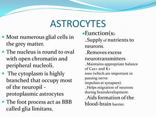 Histology of cerebral cortex | PPTX