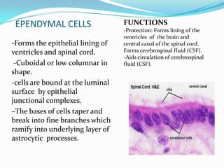 Histology of cerebral cortex | PPTX