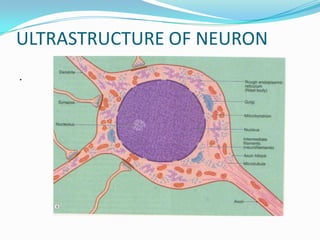 Histology of cerebral cortex | PPTX