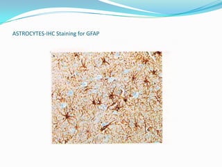 Histology of cerebral cortex | PPTX