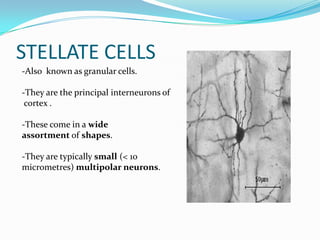 Stellate Neuron