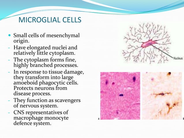 Histology of cerebral cortex