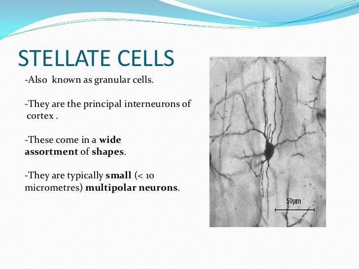 Histology of cerebral cortex