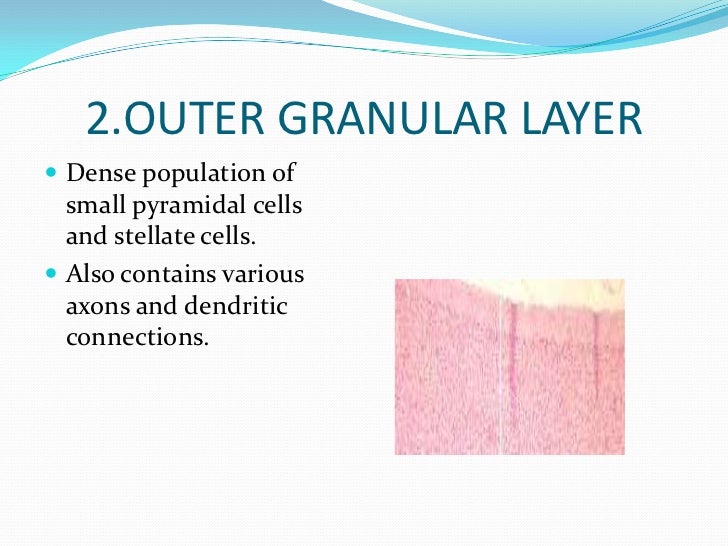Histology of cerebral cortex