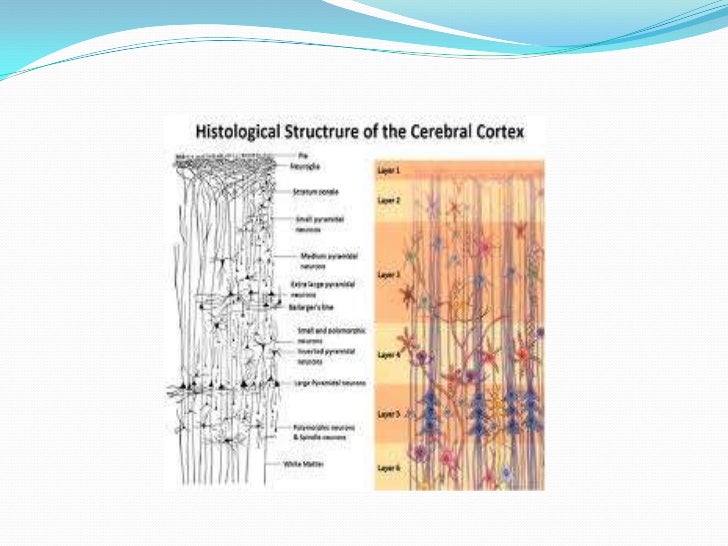 Histology of cerebral cortex