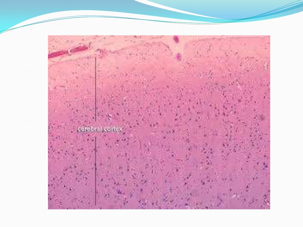 Histology of cerebral cortex