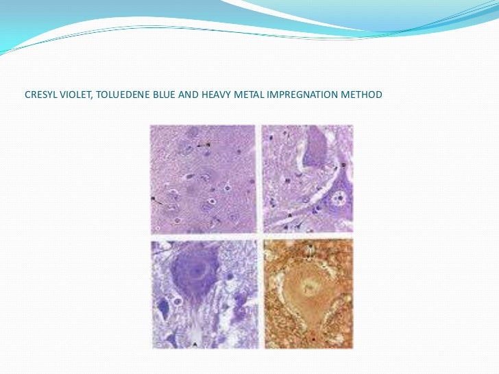 Histology Of Cerebral Cortex