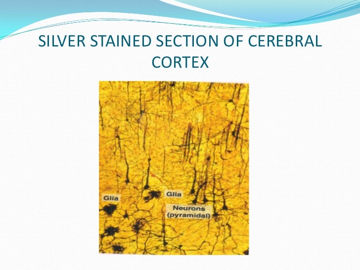 Histology of cerebral cortex