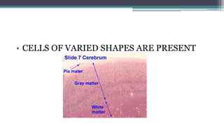 Histology of Cerebrum | PPTX